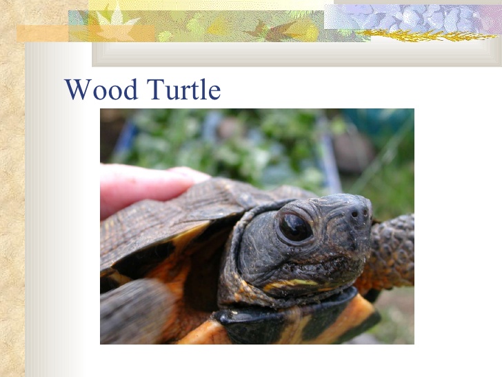 World Turtle Day helps raise awareness and protect turtles and ...